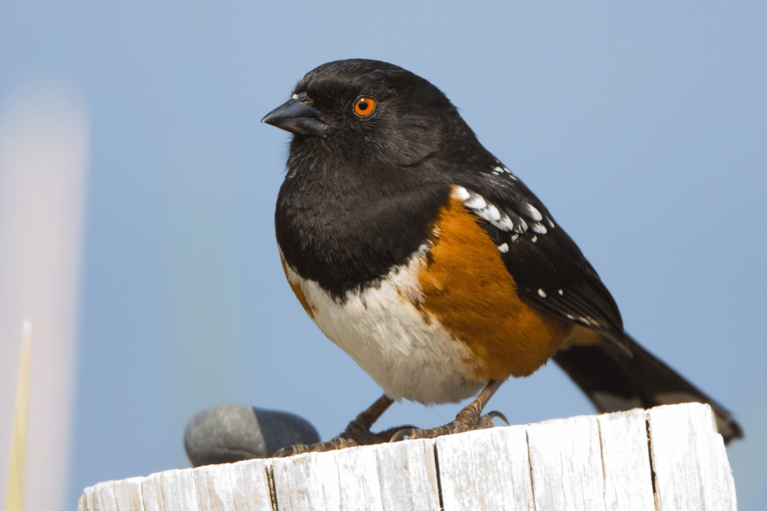 Winter Birding in the Texas Hill Country – Caliterra